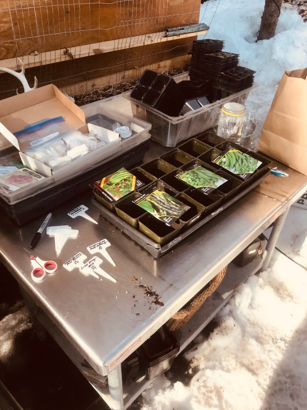 When to start planting in Alaska: A tale of a tardy gardener | Beneath ...